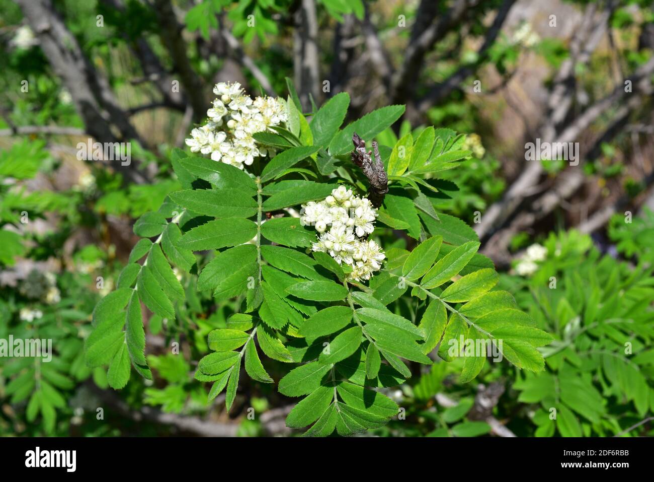 Sorb leaf hi-res stock photography and images - Alamy