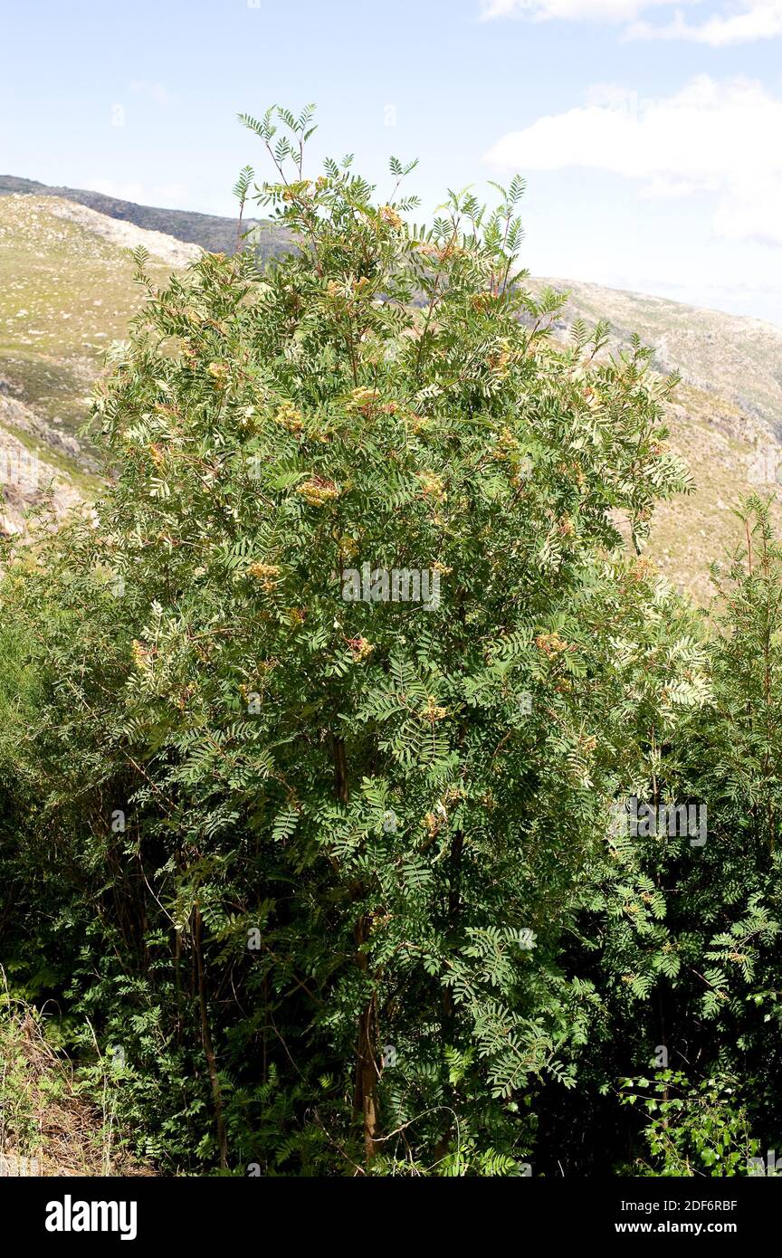 Serbal sorbus aucuparia hi-res stock photography and images - Alamy