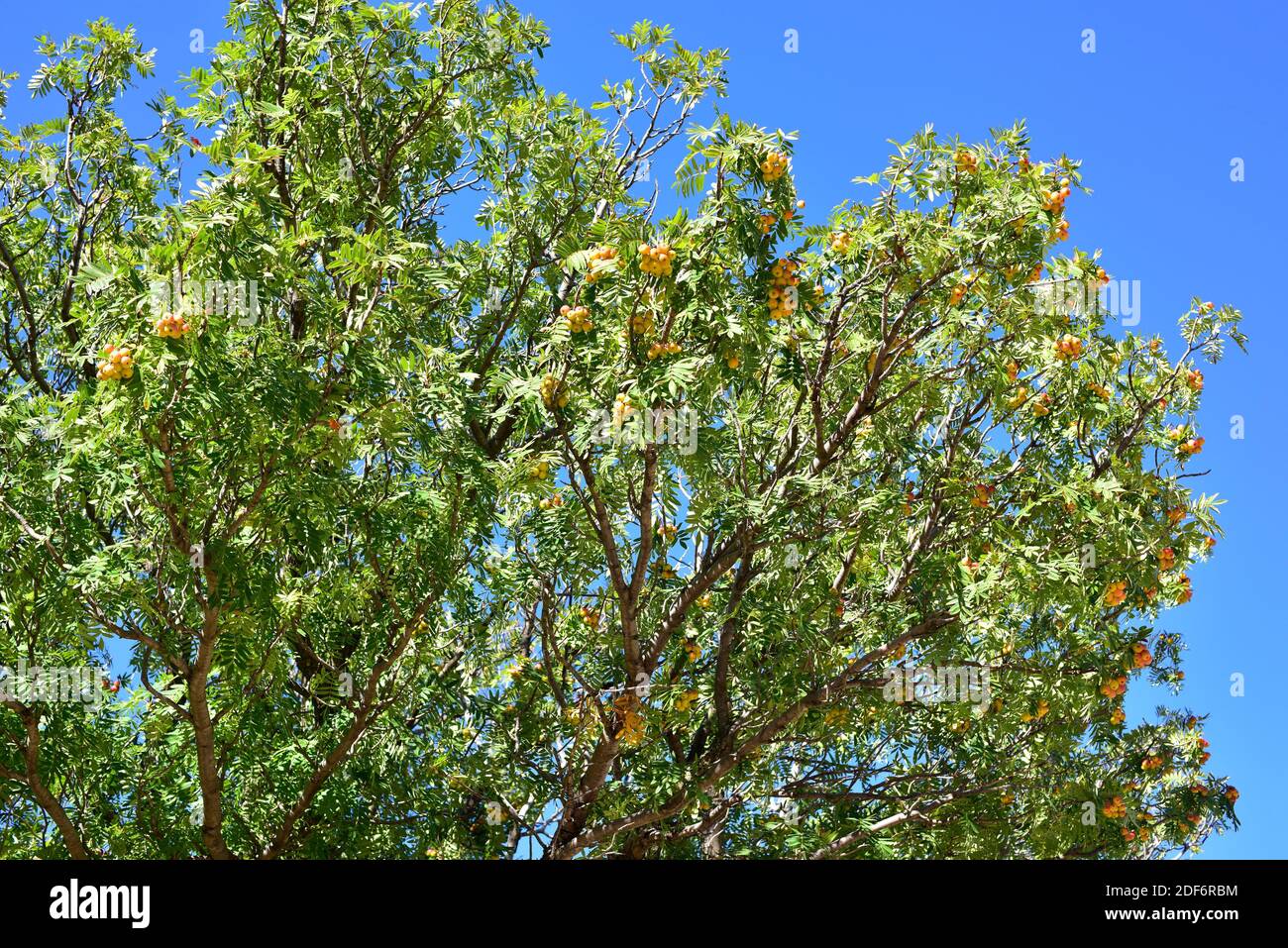 Sorb tree sorbus domestica hi-res stock photography and images - Alamy