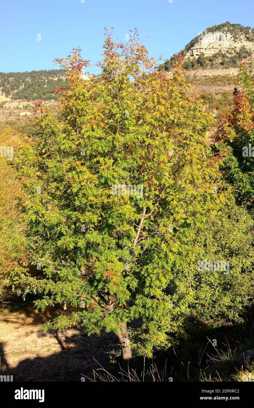 Sorb tree sorbus domestica hi-res stock photography and images - Alamy