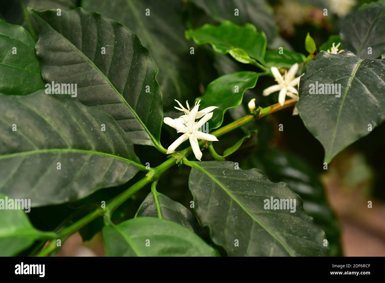 Yemen coffee hi-res stock photography and images - Alamy