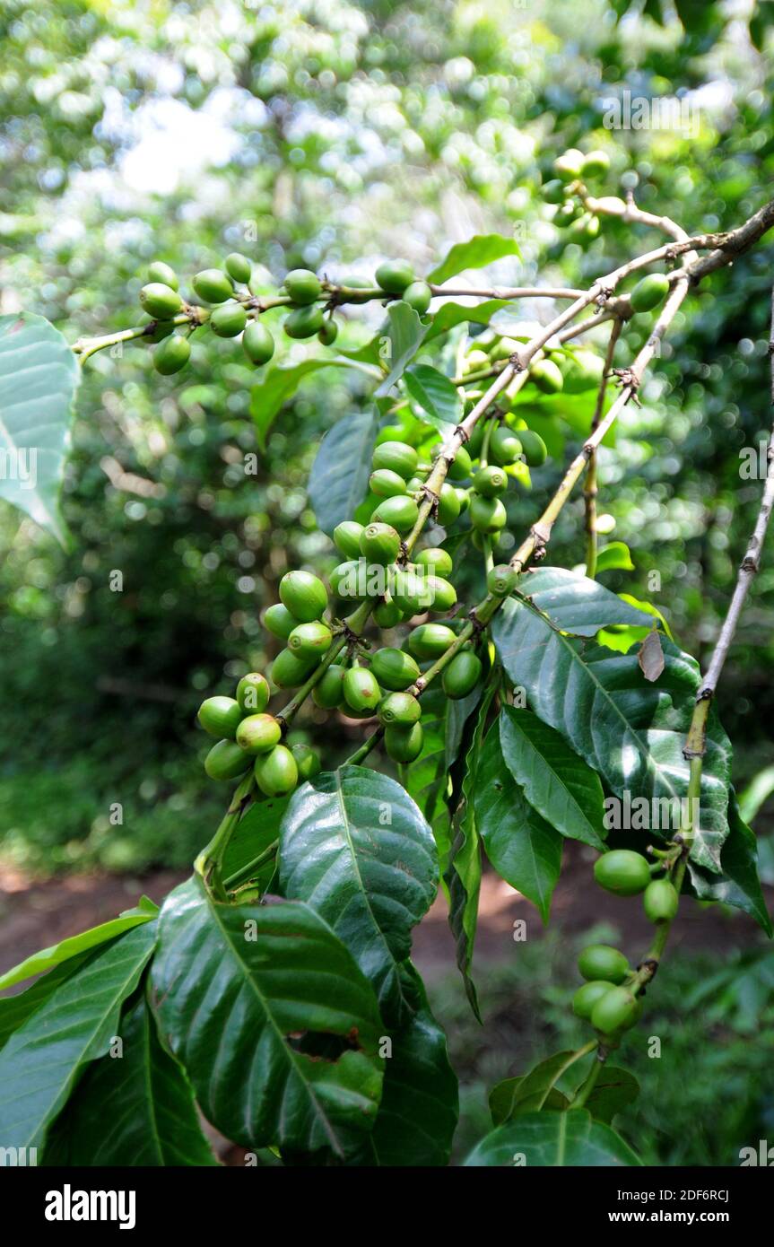 Ethiopian Coffee Plants