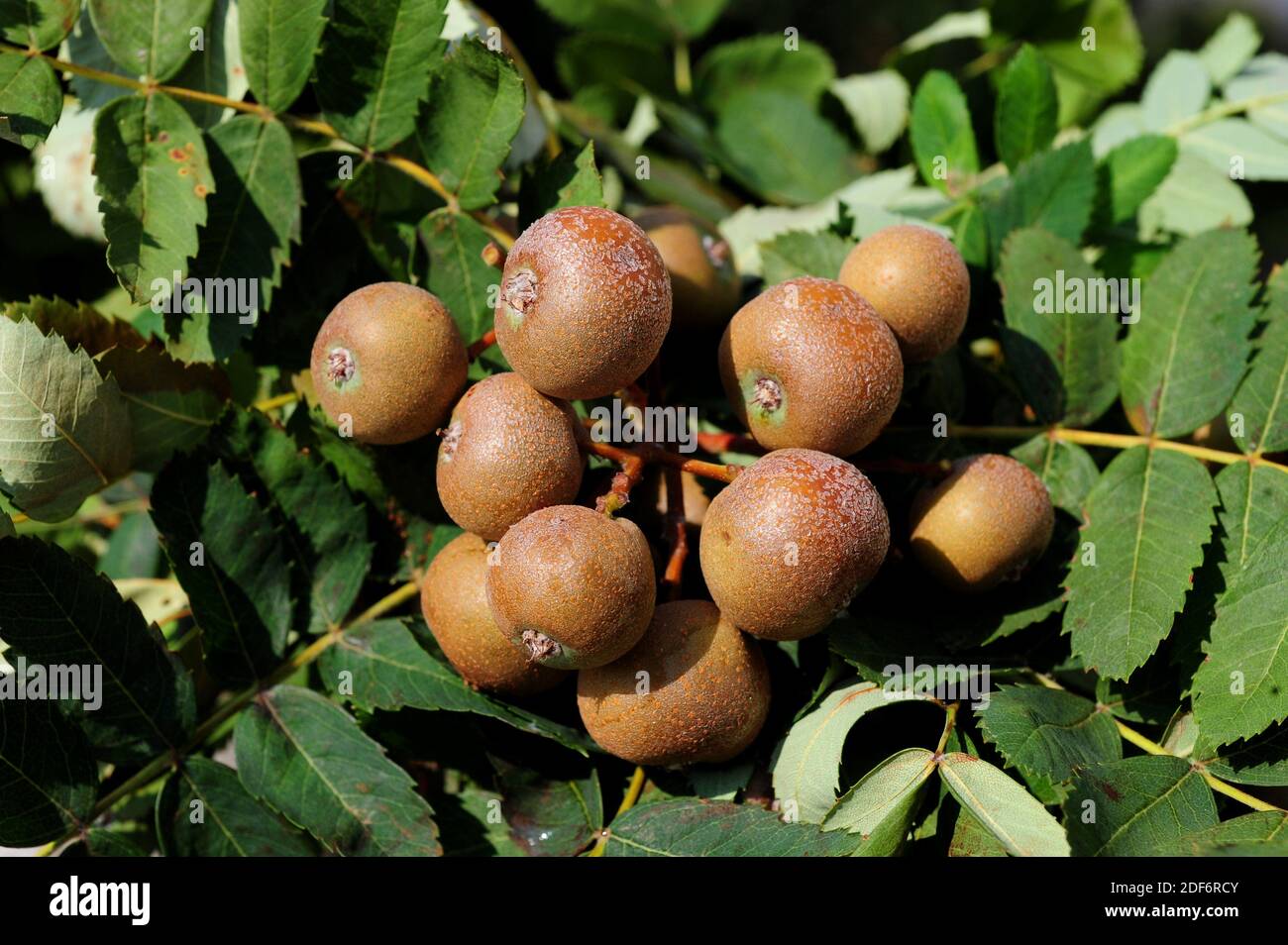 Service tree or sorb tree (Sorbus domestica) is a deciduous tree native ...
