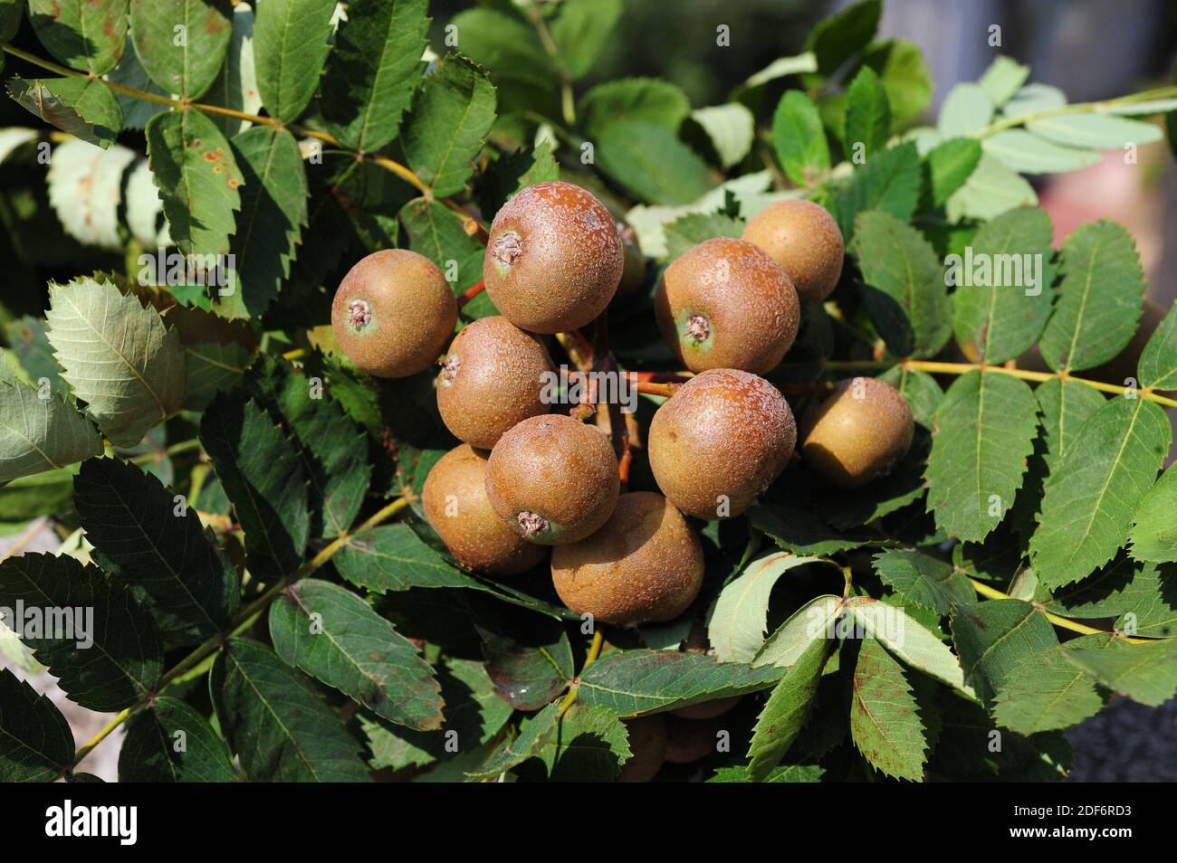 Service tree or sorb tree (Sorbus domestica) is a deciduous tree native ...