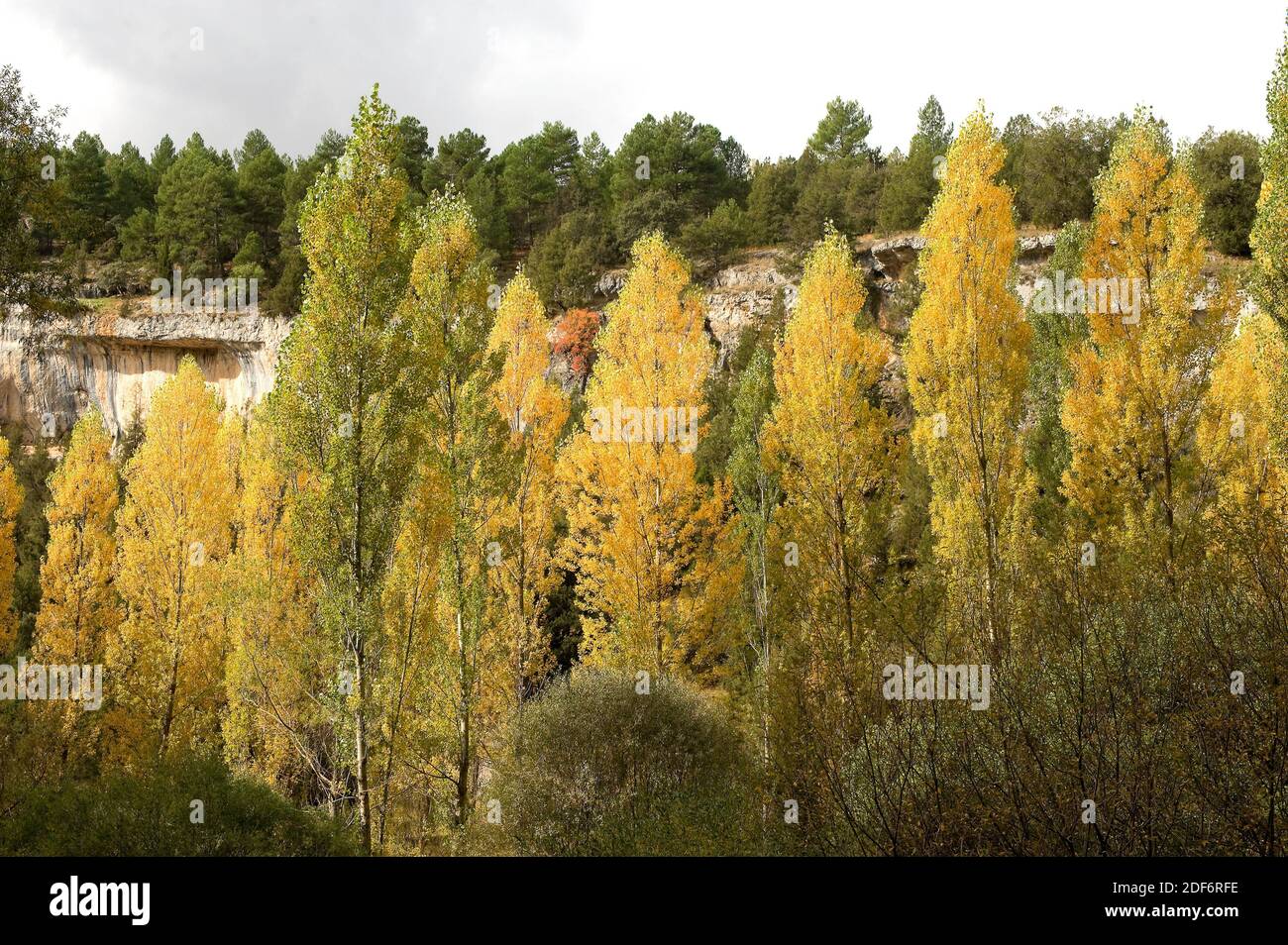 Black poplar tree populus nigra hi-res stock photography and images - Alamy