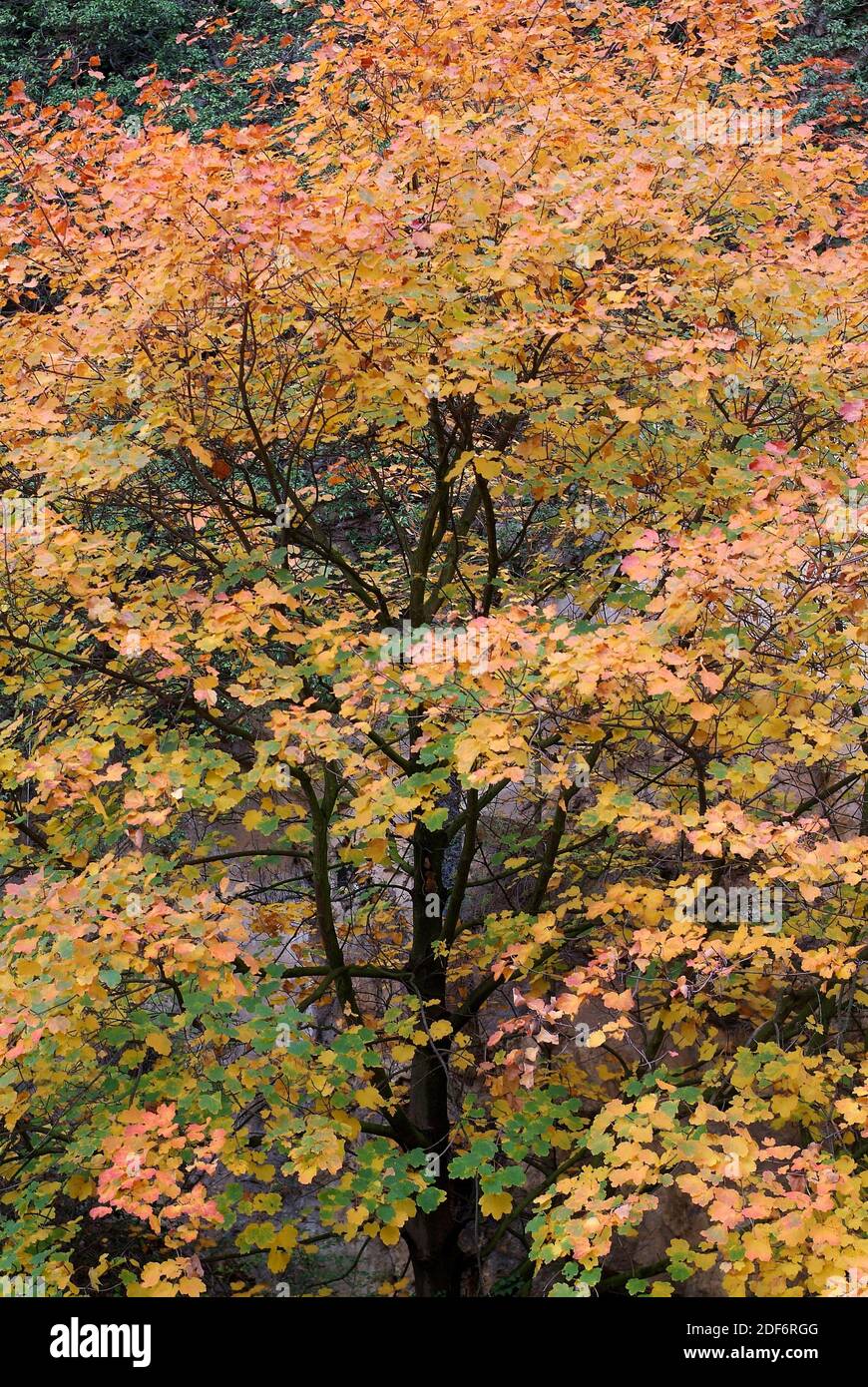 Italian East Africa High Resolution Stock Photography and Images - Alamy