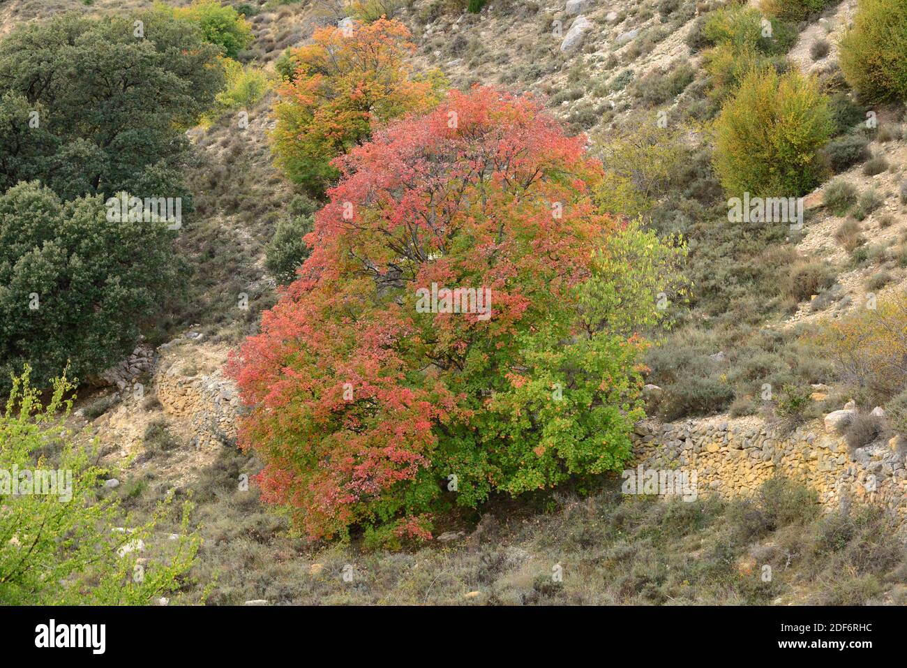 Italian Maple Tree High Resolution Stock Photography and Images - Alamy