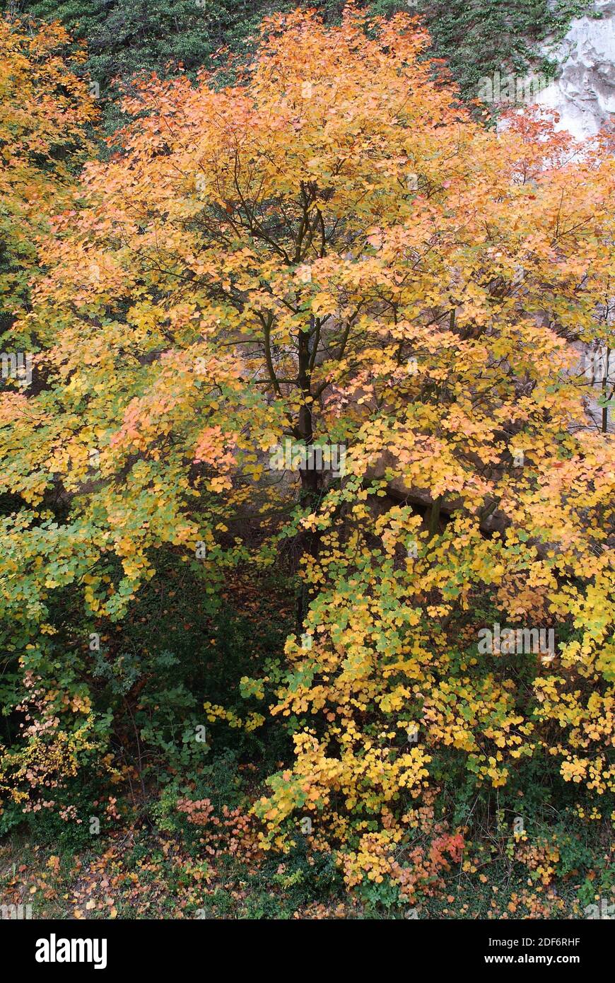 Italian east africa hi-res stock photography and images - Alamy