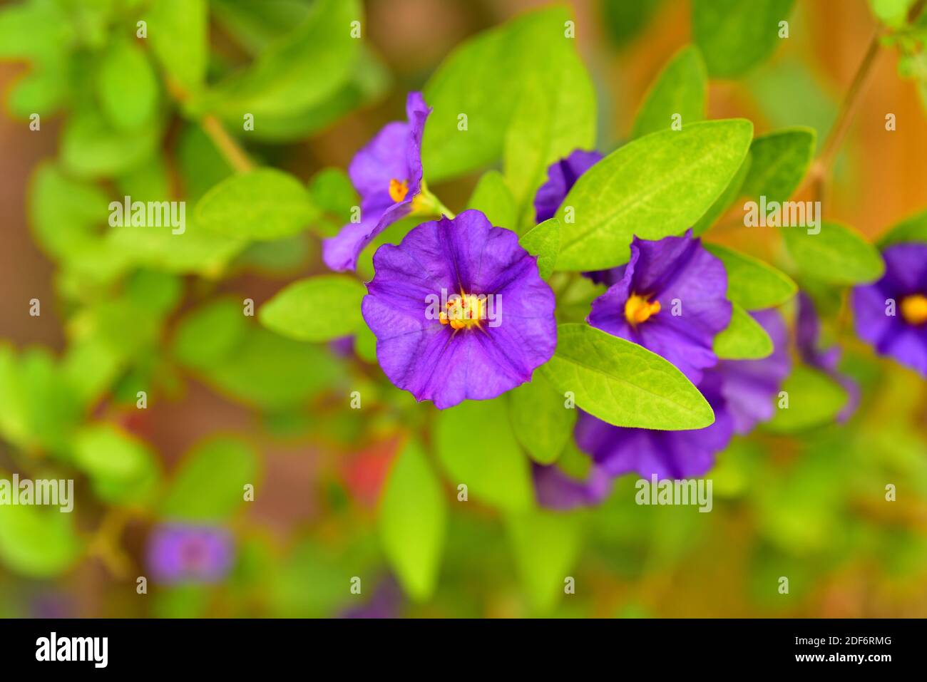 Cultivated potato hi-res stock photography and images - Alamy