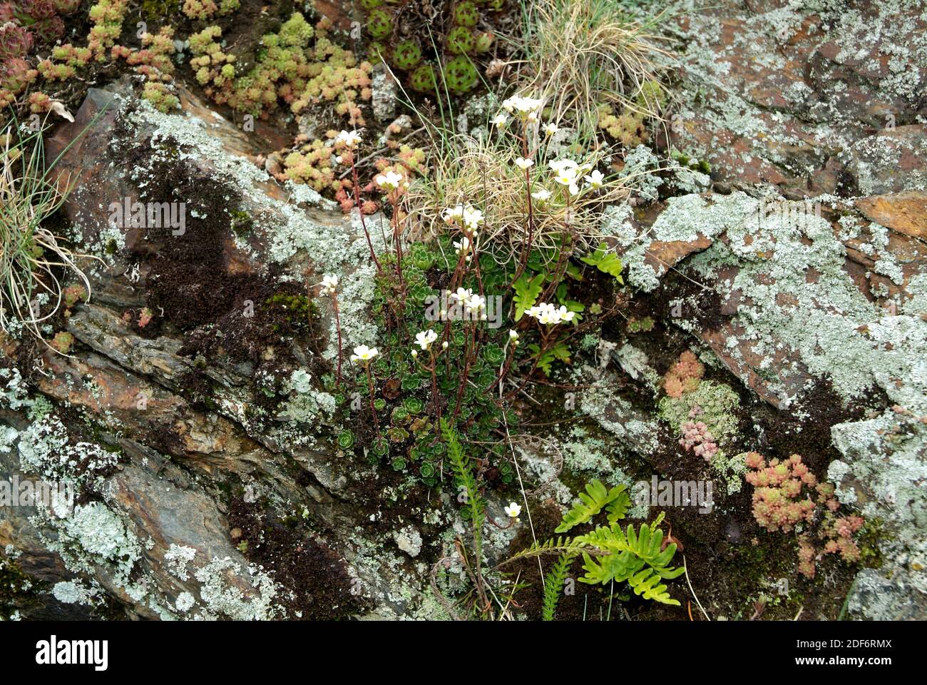 Saxifrage saxifraga paniculata hi-res stock photography and images - Alamy