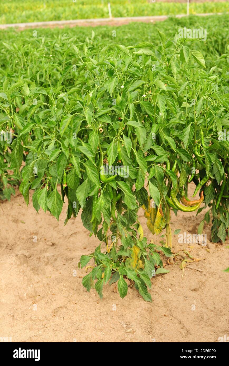 Capsicum crop hi-res stock photography and images - Alamy