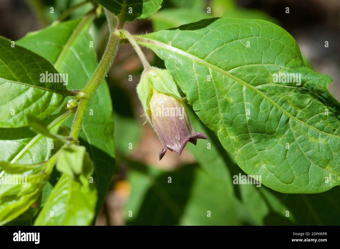 Atropa belladonna flower hi-res stock photography and images - Alamy