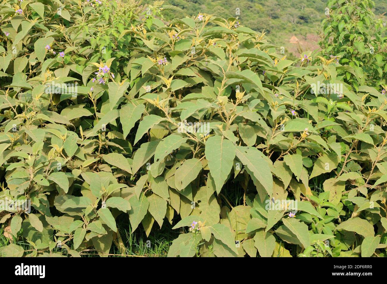 Thornapple hi-res stock photography and images - Alamy