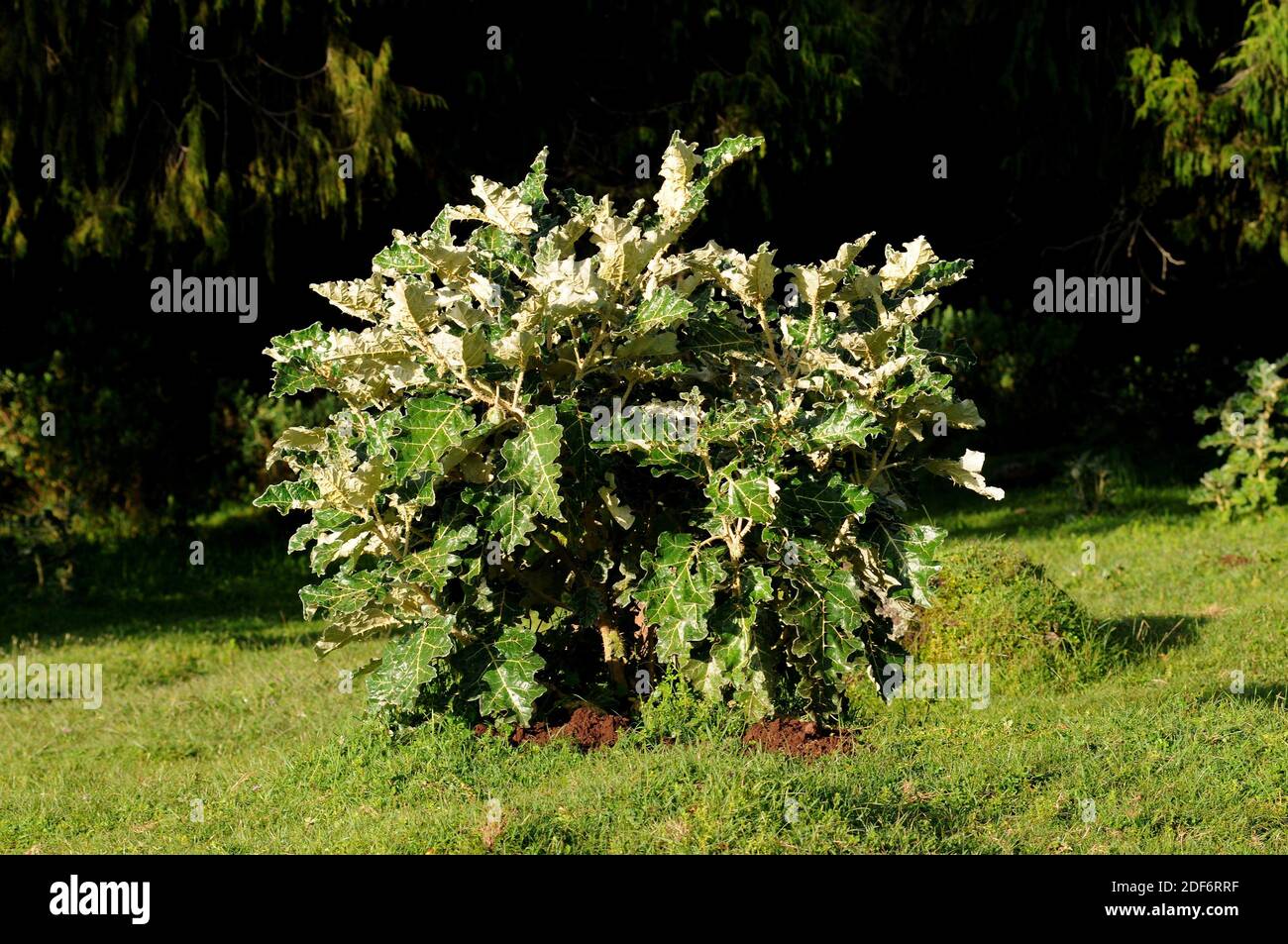 Purple african nightshade hi-res stock photography and images - Alamy