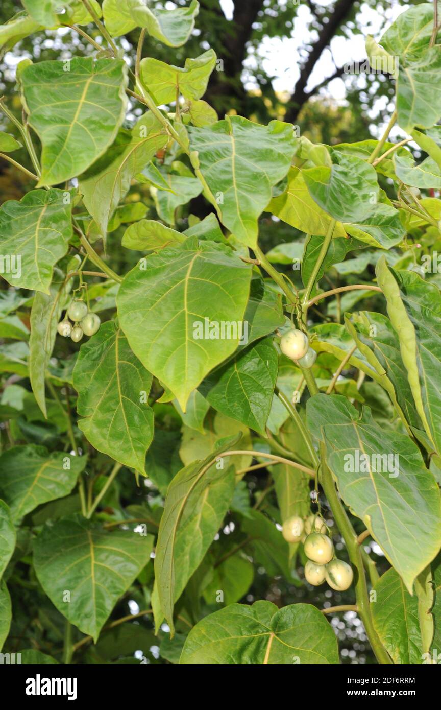 Tamarillo tree tomato plant High Resolution Stock Photography and ...