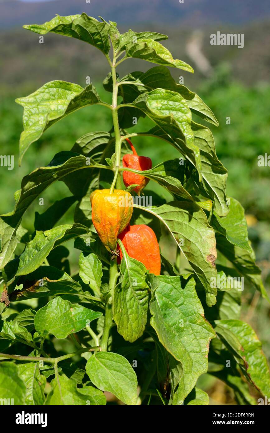 Chinese lantern fruit hi-res stock photography and images - Alamy