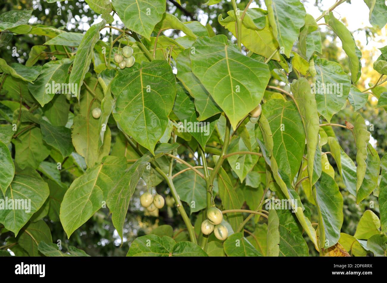 Tomato tree hi-res stock photography and images - Alamy