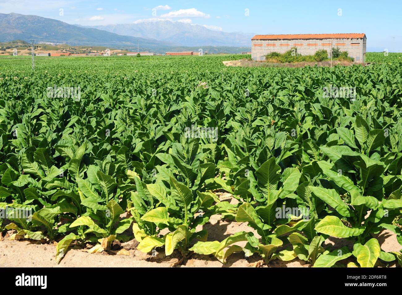Nicotiana Tabacum Field High Resolution Stock Photography and Images ...