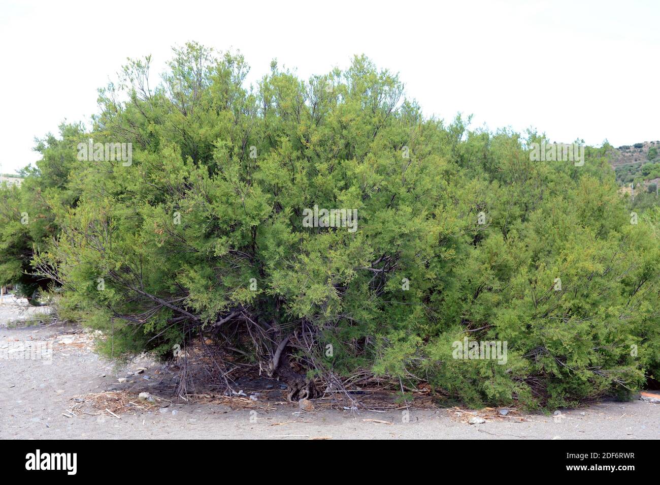 Tamarix Gallica High Resolution Stock Photography and Images - Alamy