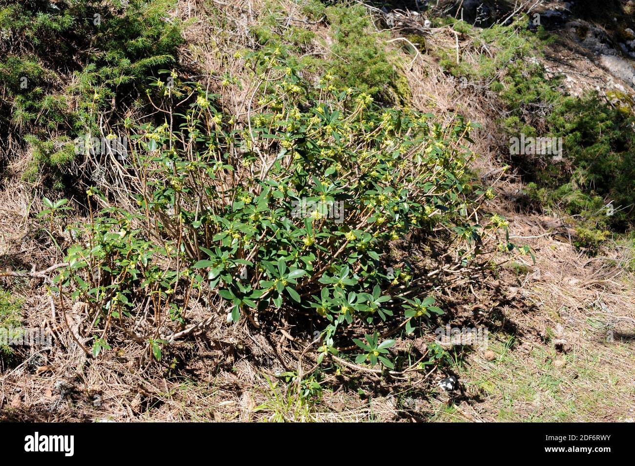Poisonous spurge hi-res stock photography and images - Alamy