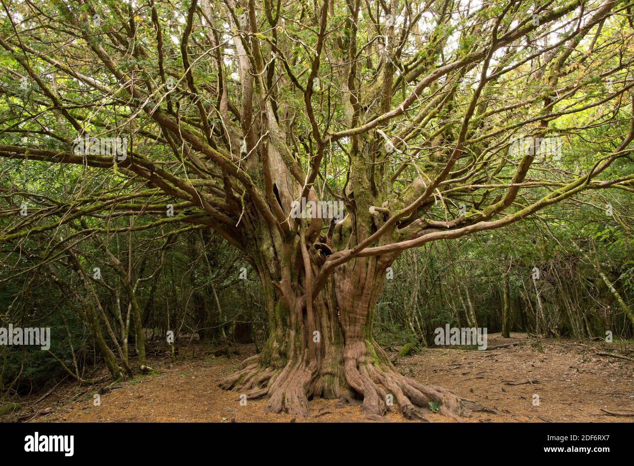 European yew hi-res stock photography and images - Alamy