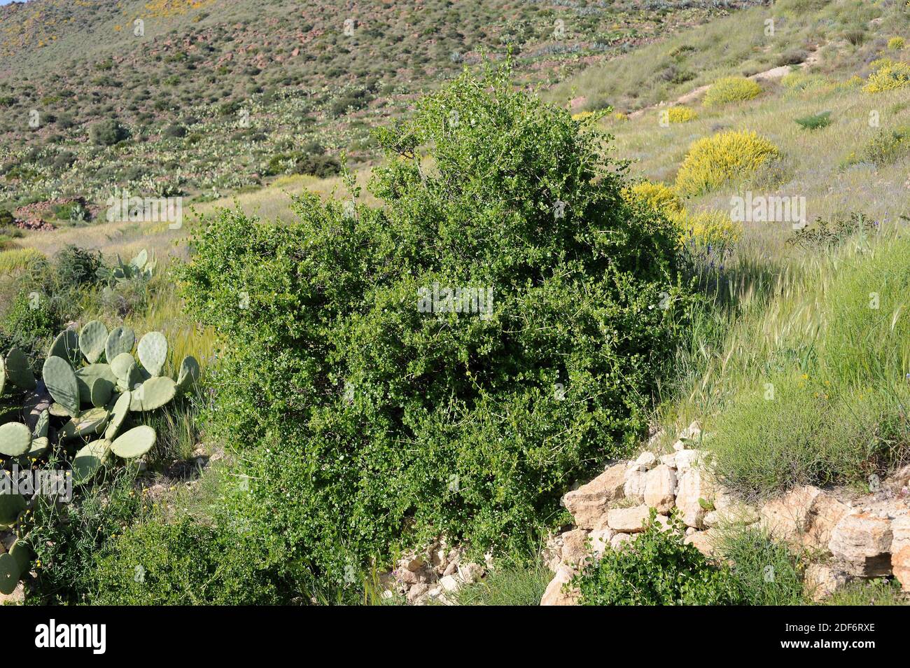 Oroval hi-res stock photography and images - Alamy