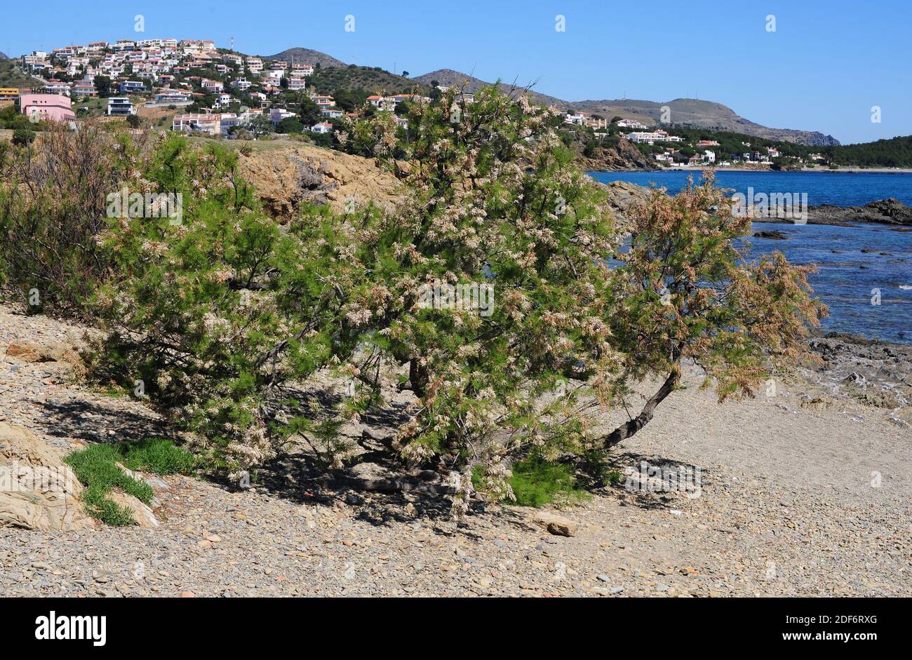 Tamarix Gallica High Resolution Stock Photography and Images - Alamy