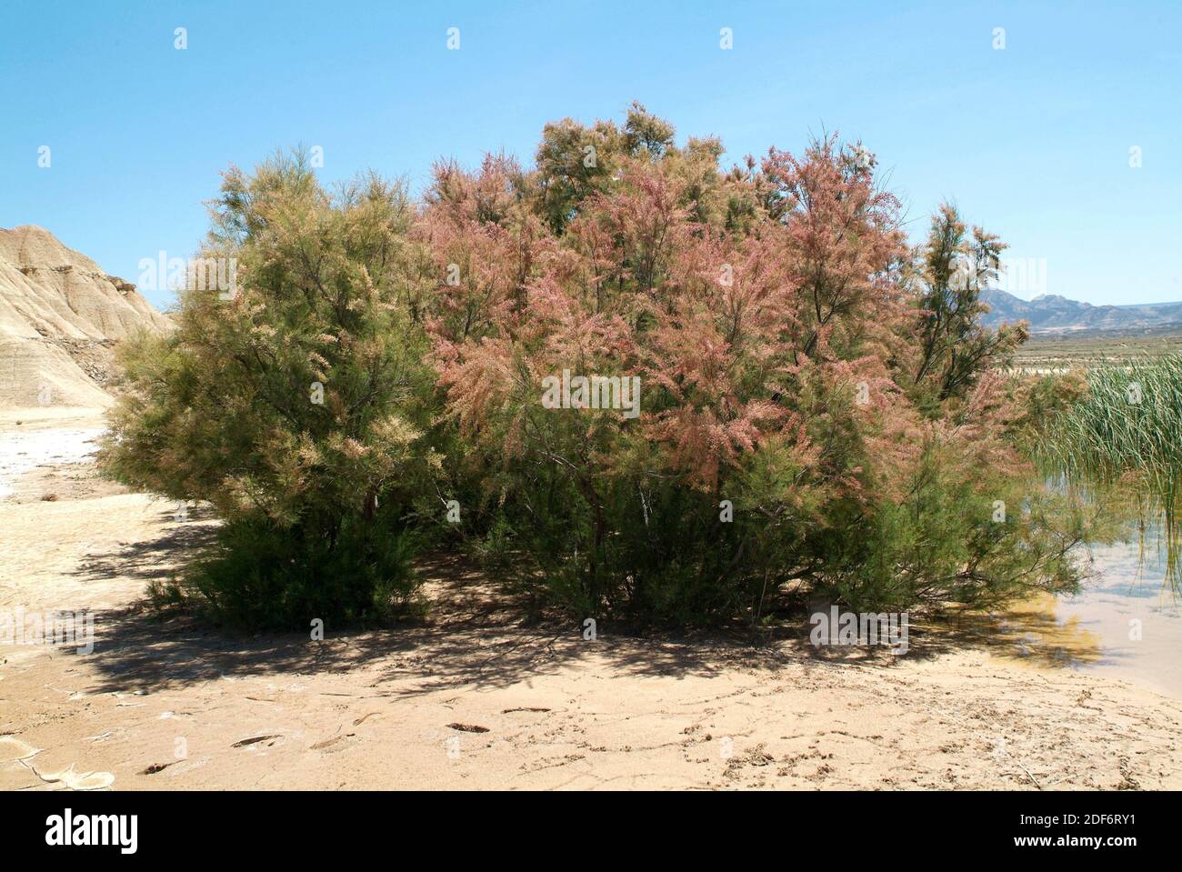Tamarisk tamarix gallica hi-res stock photography and images - Alamy