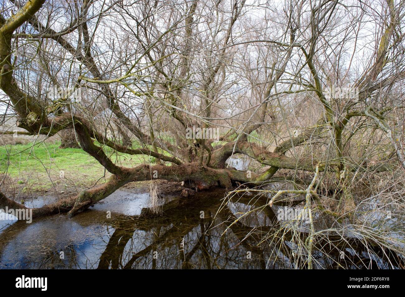 Taray Tree High Resolution Stock Photography and Images - Alamy