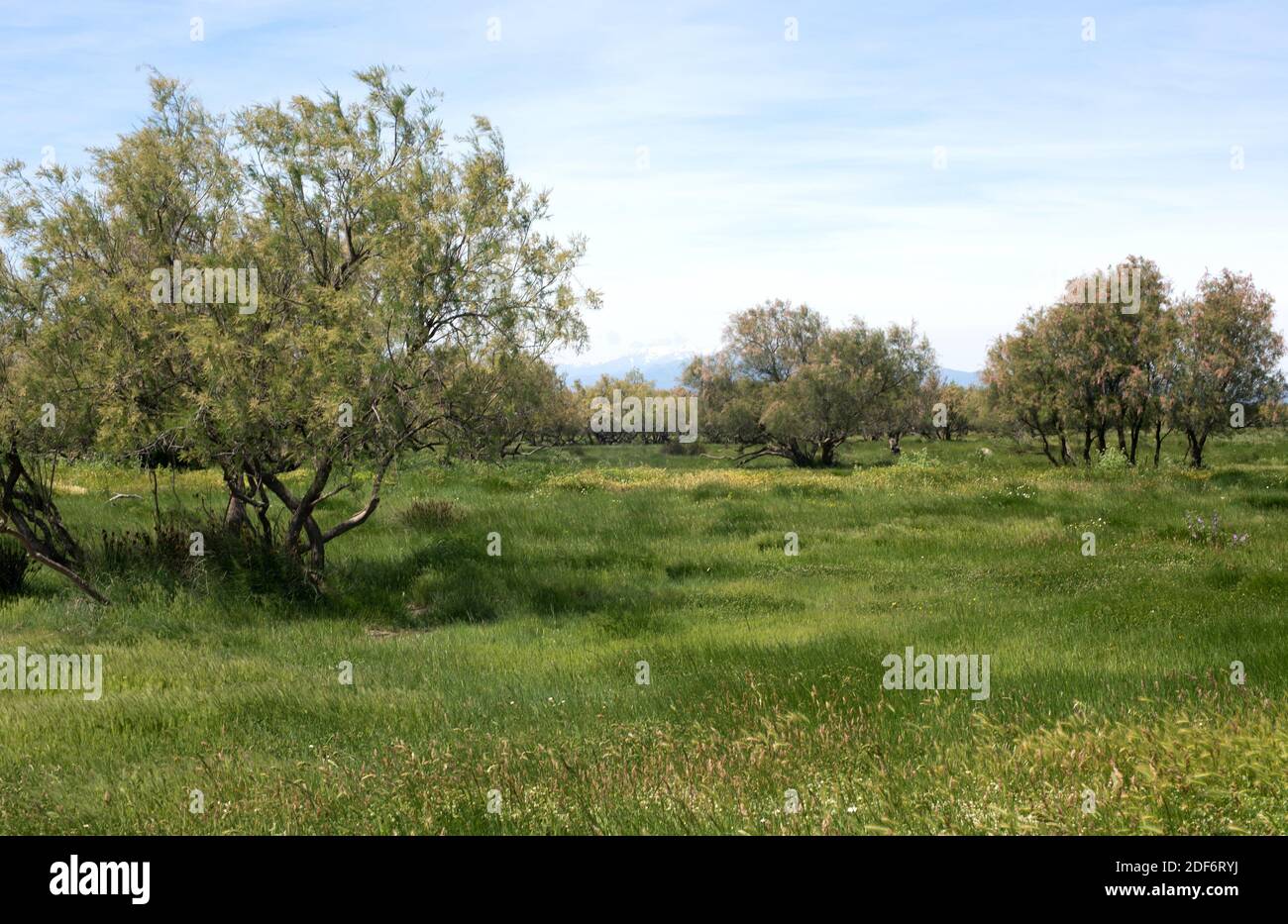 Taray Tree High Resolution Stock Photography and Images - Alamy