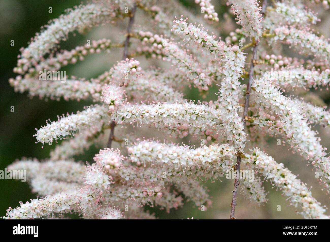 Tamarix Gallica High Resolution Stock Photography and Images - Alamy