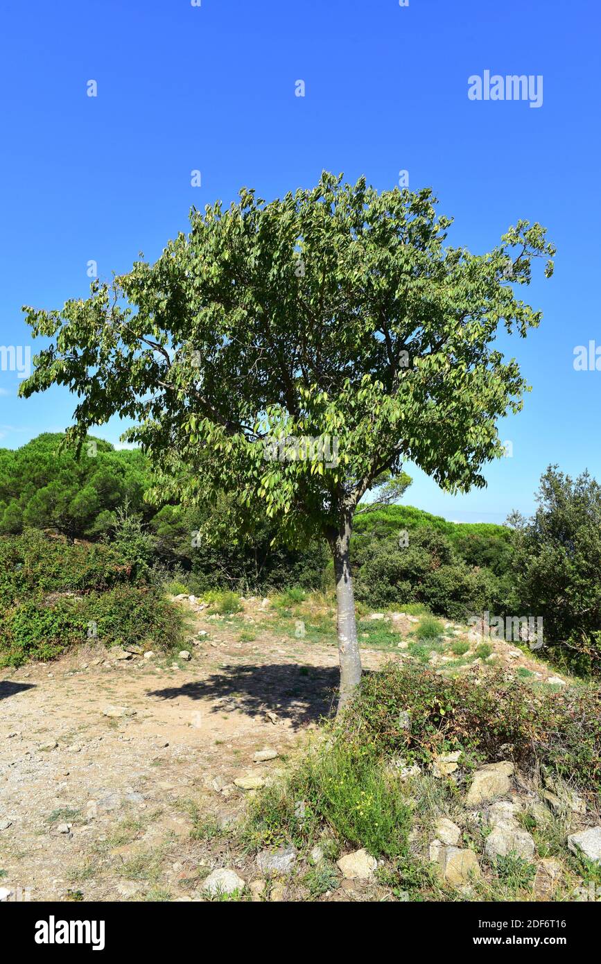 Nettle tree hi-res stock photography and images - Alamy