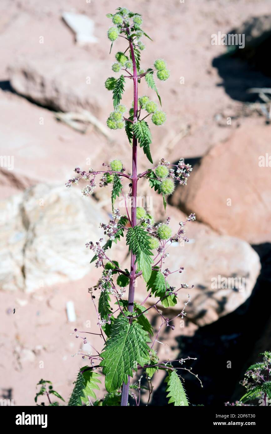 Roman flower hi-res stock photography and images - Alamy