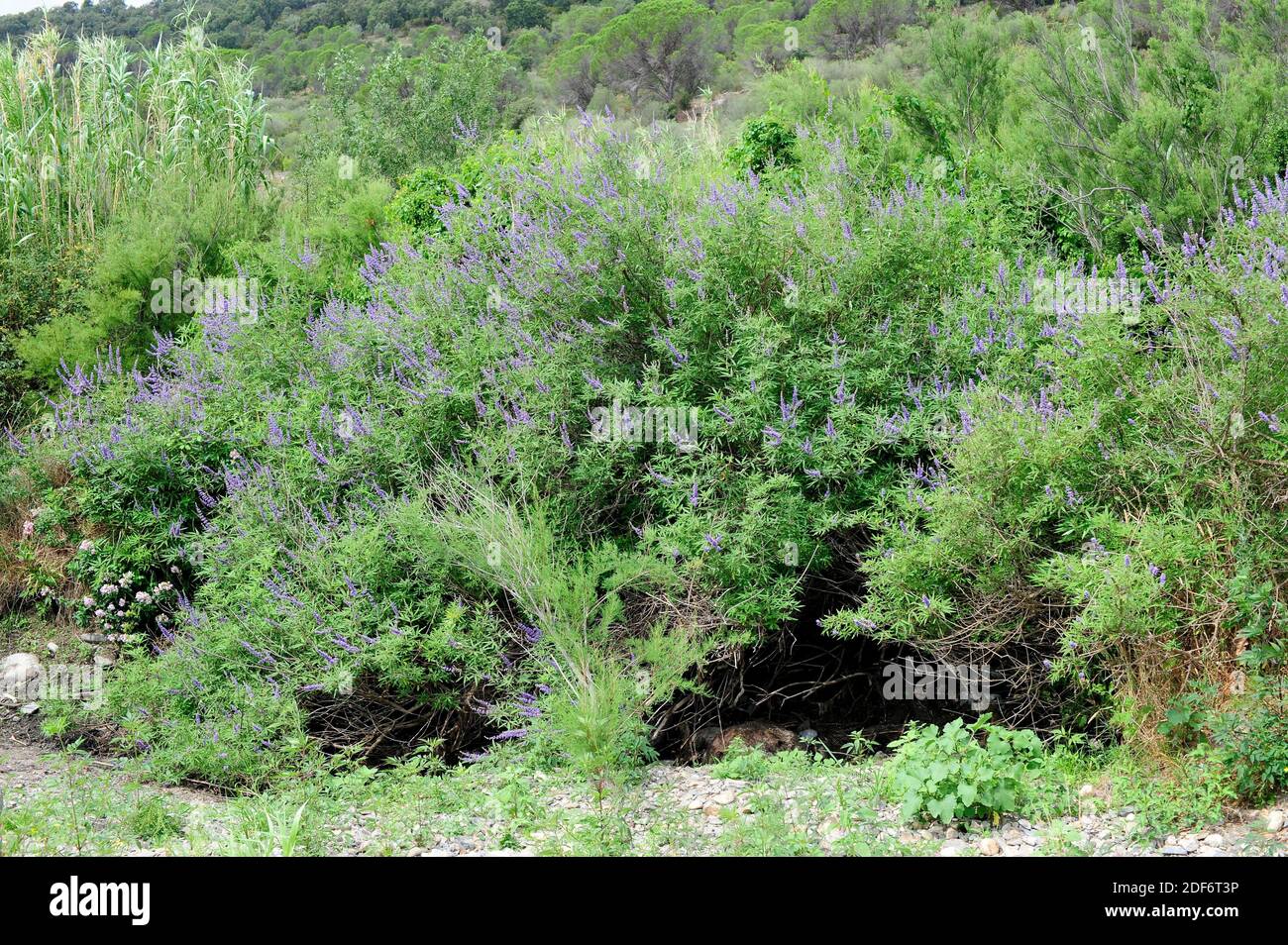 Chaste tree (Vitex agnus-castus) is a deciduous shrub or small tree ...