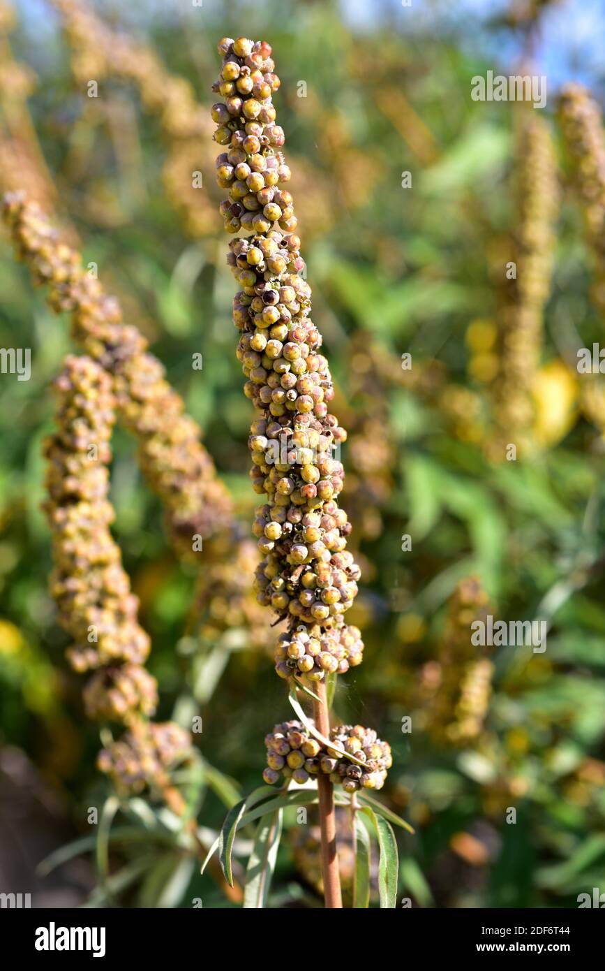 Chaste tree hi-res stock photography and images - Alamy