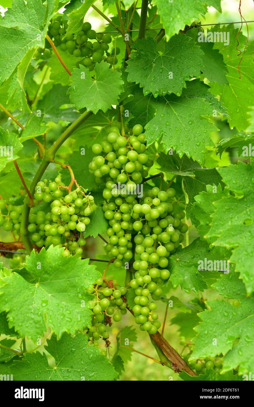 Fruit grape vine vitis vinifera hi-res stock photography and images - Alamy