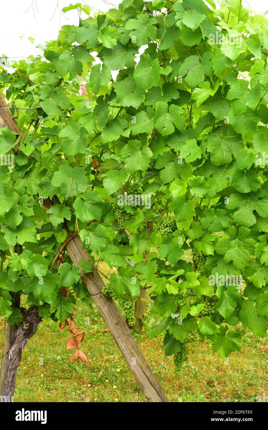 Fruit grape vine vitis vinifera hi-res stock photography and images - Alamy