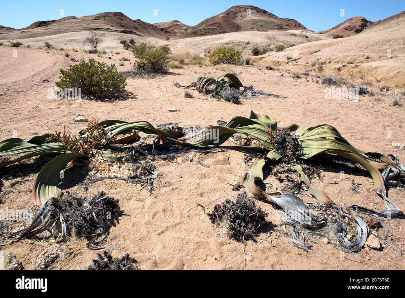 Tree Tumbo High Resolution Stock Photography and Images - Alamy