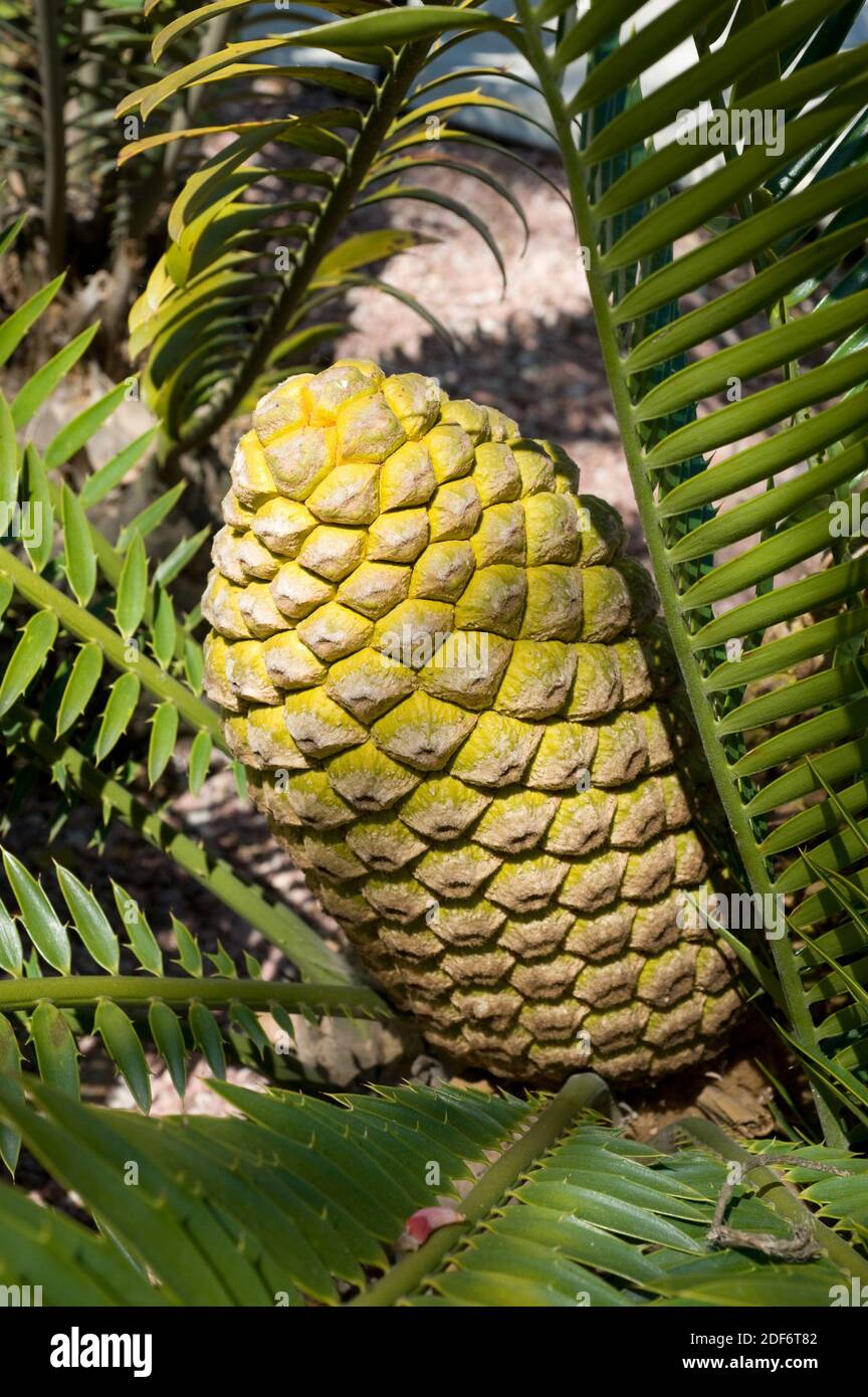 Critically endangered cycad hi-res stock photography and images - Alamy