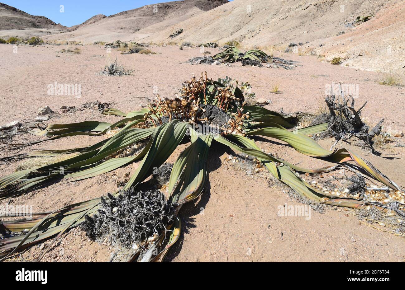 Welwitschia mirabilis flower hi-res stock photography and images - Alamy