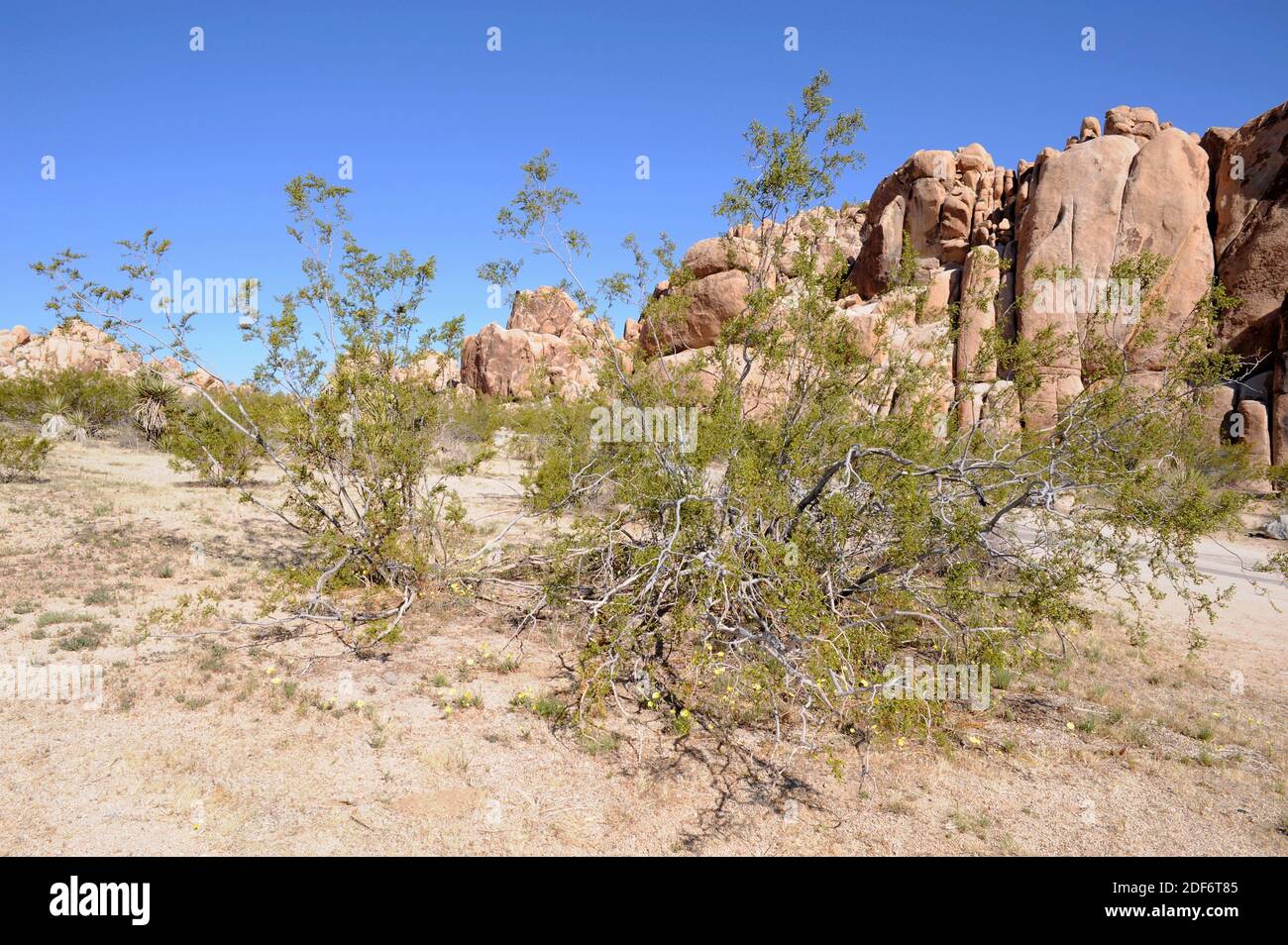 Creosote bush joshua tree national park hi-res stock photography and ...
