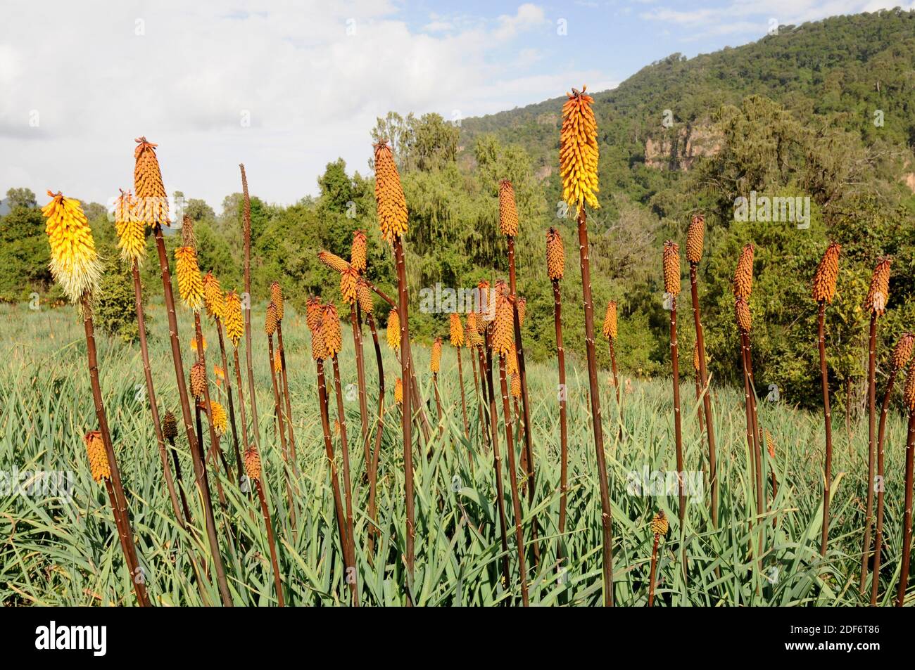 Red kniphofia hi-res stock photography and images - Alamy