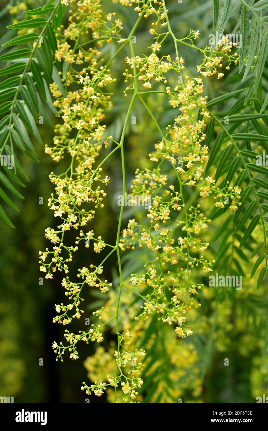Native american flower hi-res stock photography and images - Alamy
