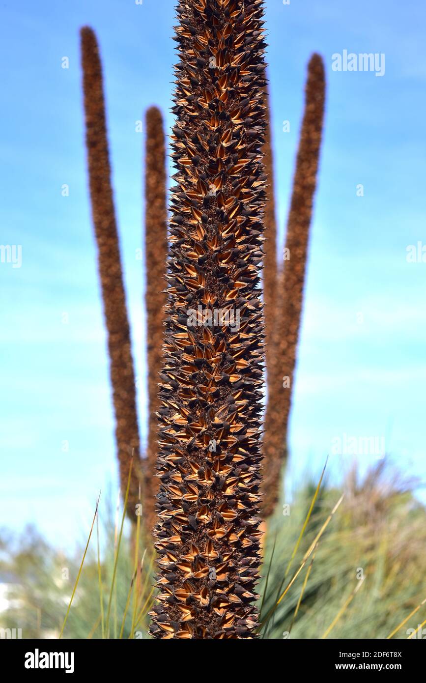 Xanthorrhoea High Resolution Stock Photography and Images - Alamy