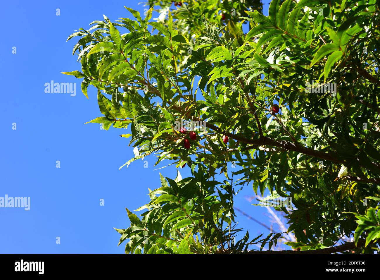 South africa edible wild plant hi-res stock photography and images - Alamy