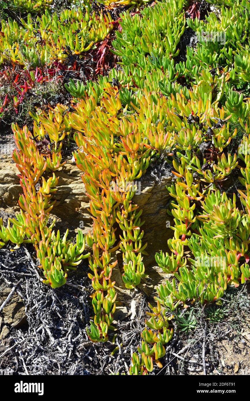Carpobrotus hi-res stock photography and images - Alamy