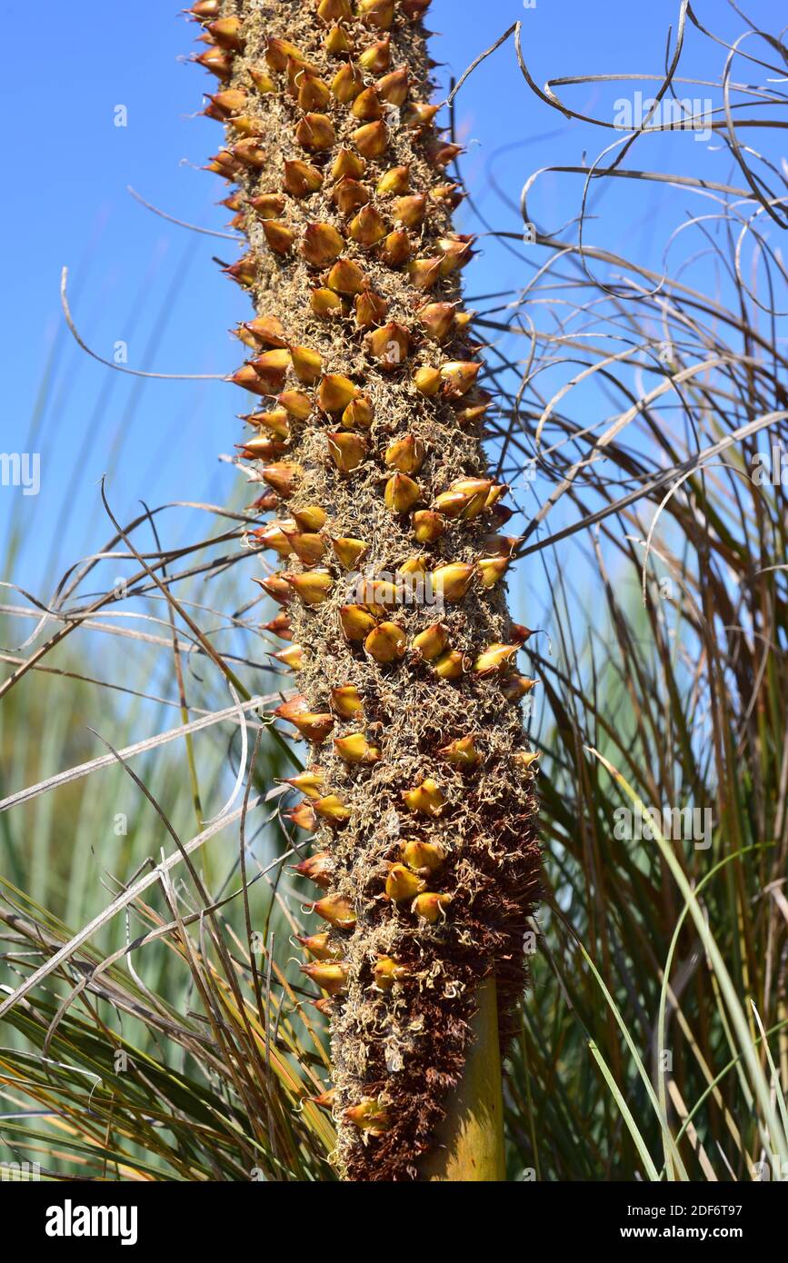 Xanthorrhoea hi-res stock photography and images - Alamy