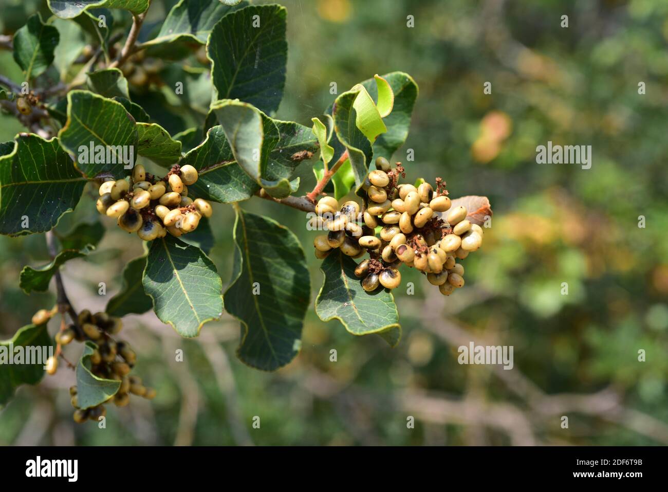 Lithraea caustica hi-res stock photography and images - Alamy