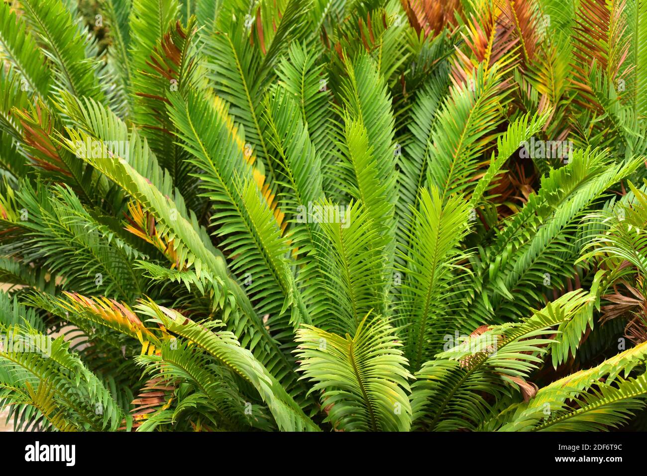 Gymnosperms Cycas