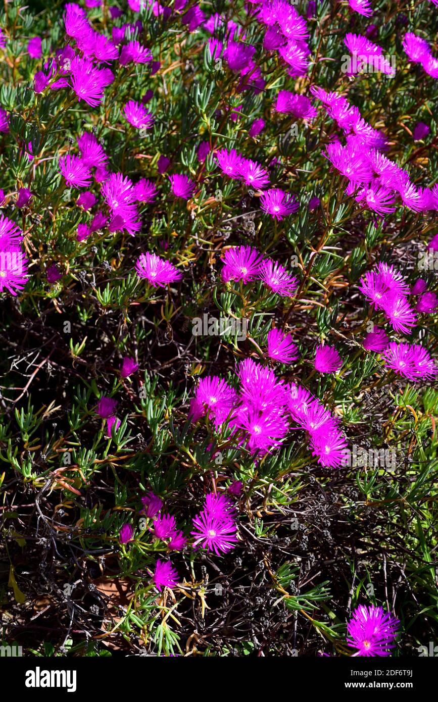 Succulent lampranthus hi-res stock photography and images - Alamy